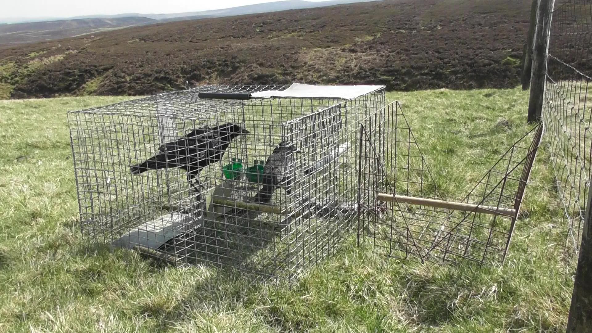 Bird Traps