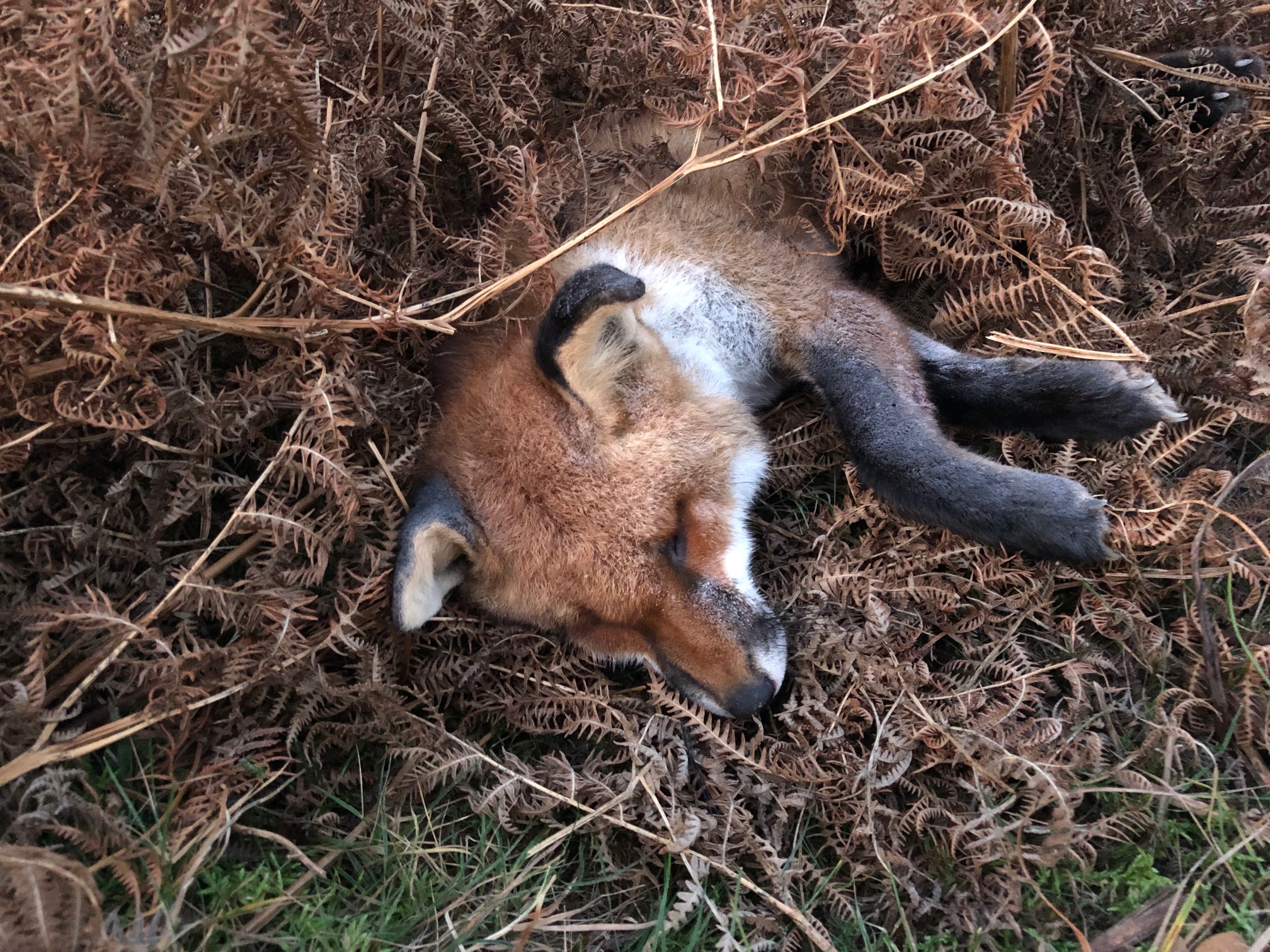 Weasel – victim of spring trap Peak District Grouse Shooting Estate Fox ...