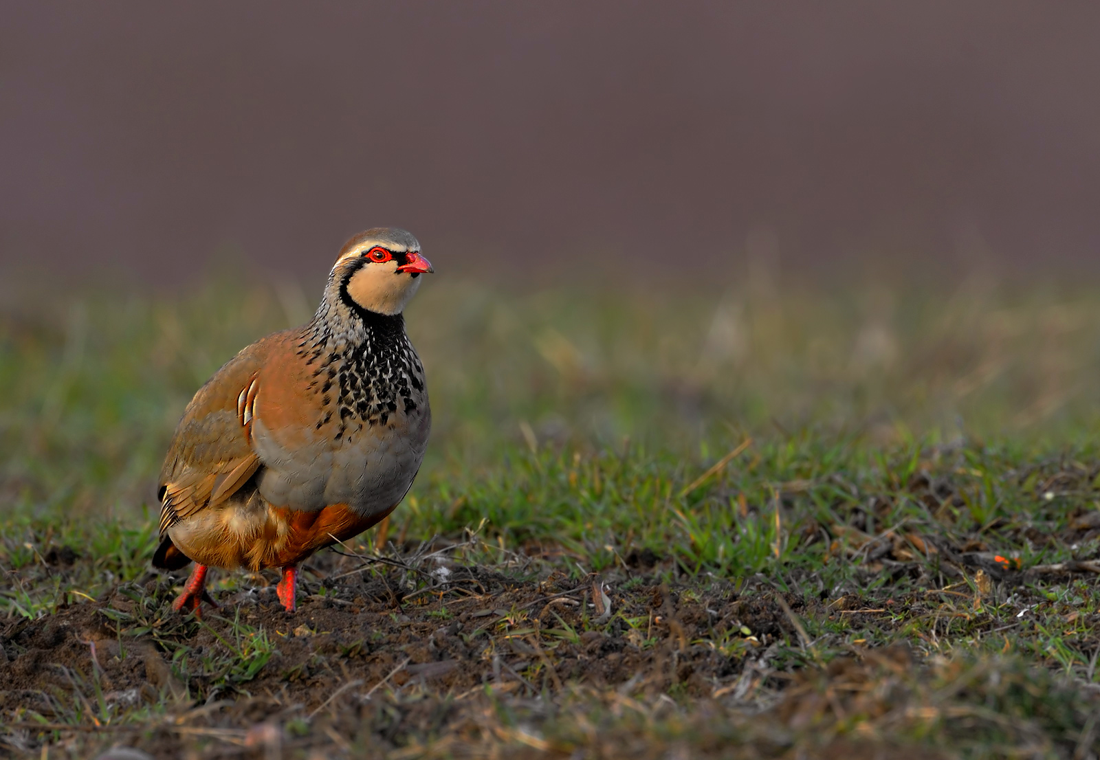 Partridge & Pheasant Shooting