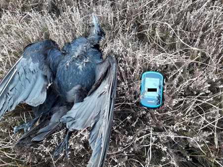 Raptor Persecution